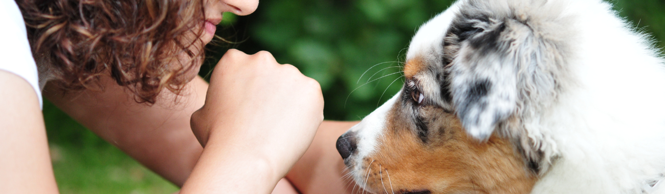 Plan de Salud Perro - Hospital Veterinario Garbí