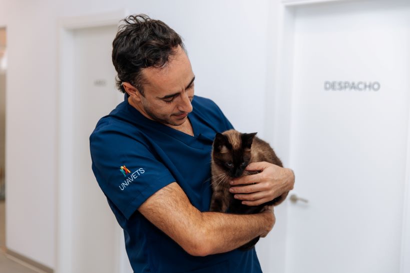 Feline Medicine - Neptuno